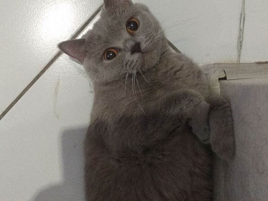Кошки