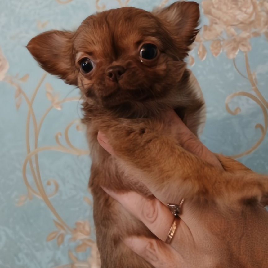 Чихуахуа, щенок