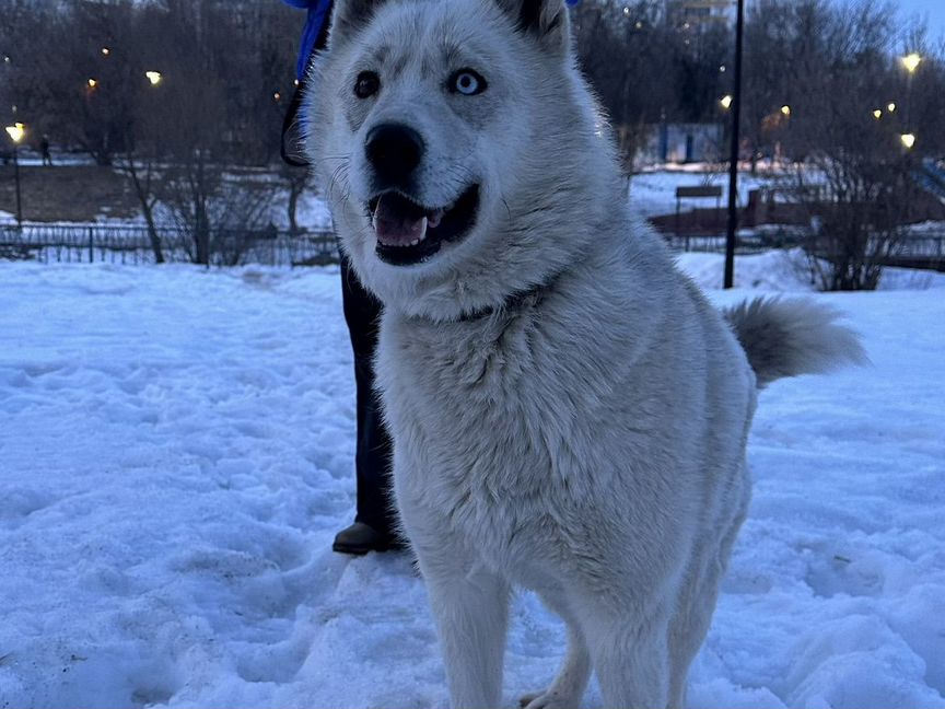 Собаки бесплатно