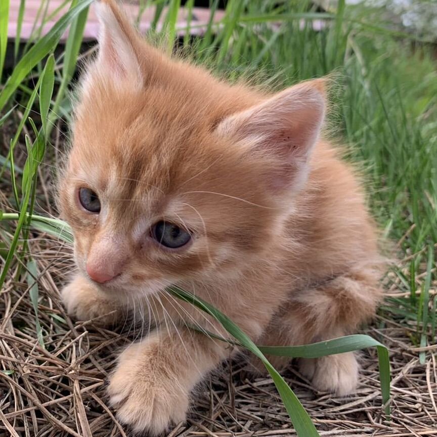 Котёнок в добрые руки