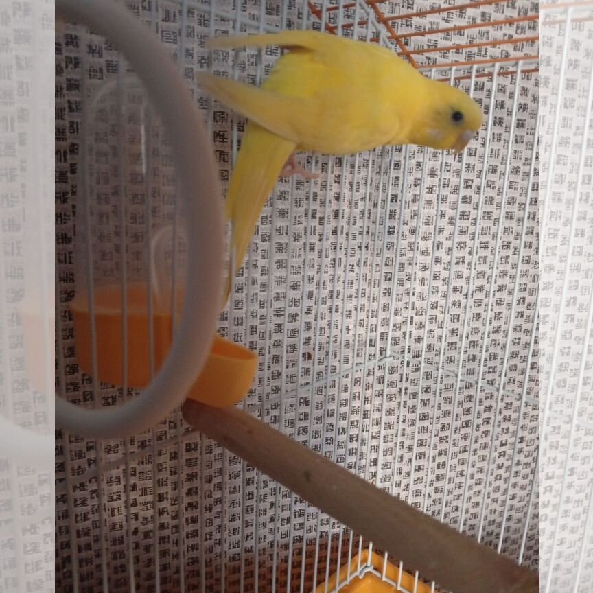 Птенцы волнистый попугай ручной