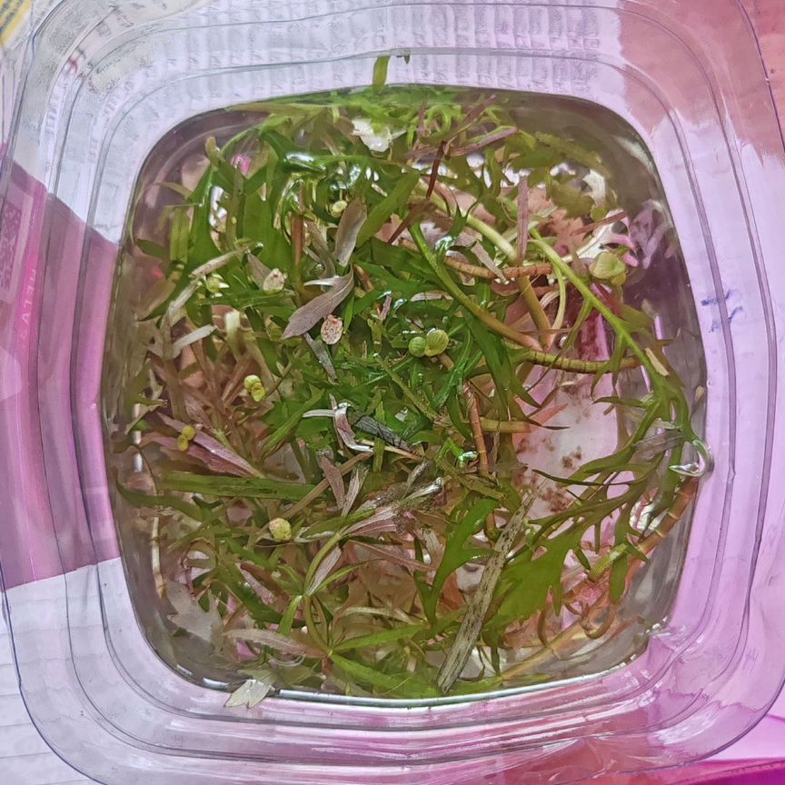 Аквариумное растение водные