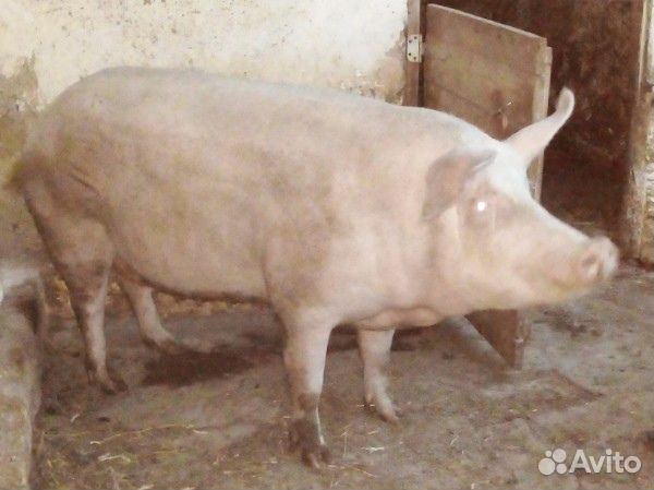 Свиноматки