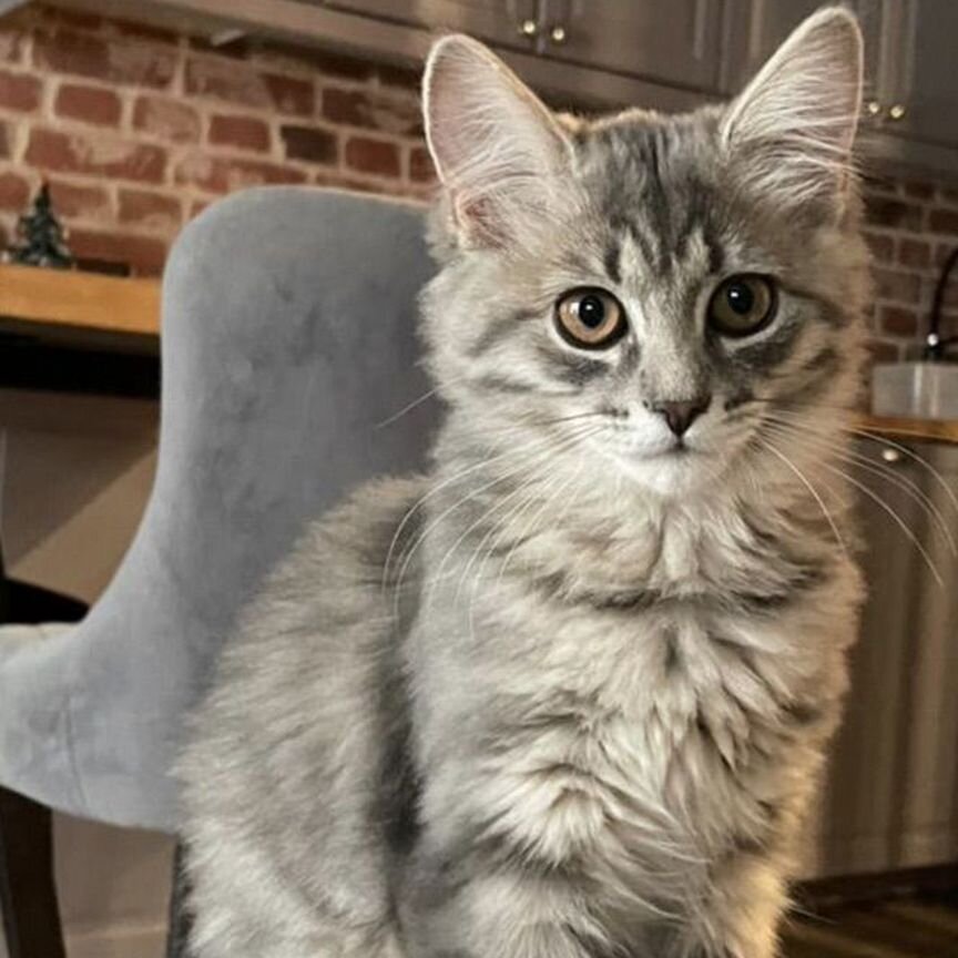 Отдать в добрые руки