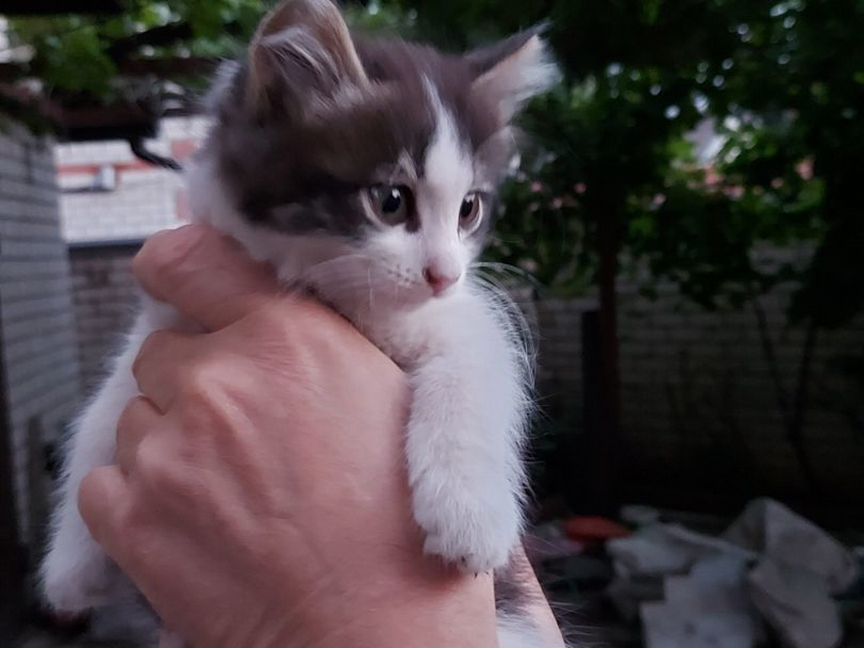 Отдам в добрые руки котят. Возраст: 2 мес