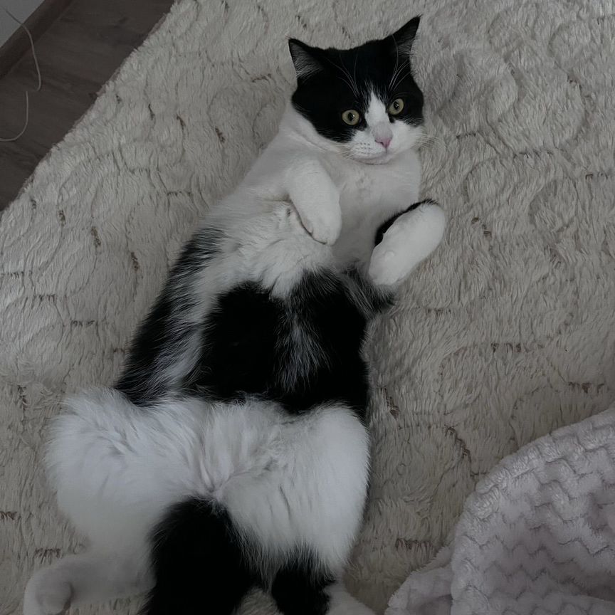 Малыш ищет новый дом