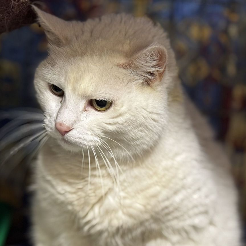 Взрослая, кошка в добрые руки