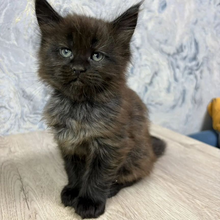 Мейн-кун котёнок