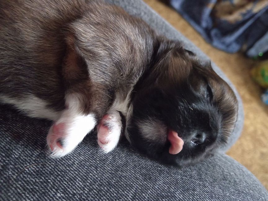 Щенки пекинеса