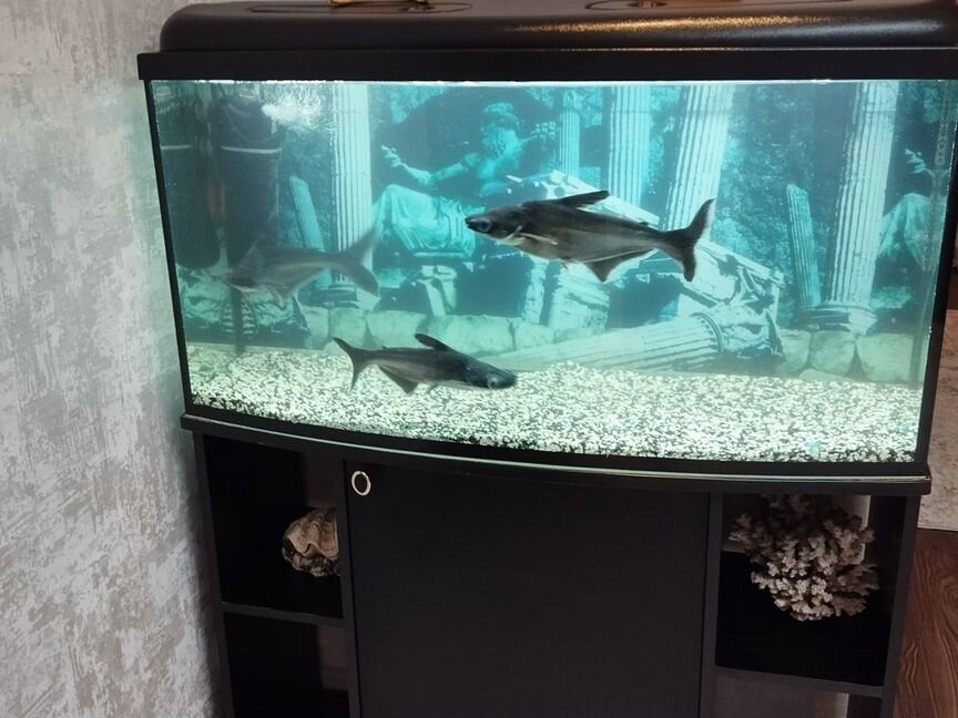 Продам аквариум с рыбками