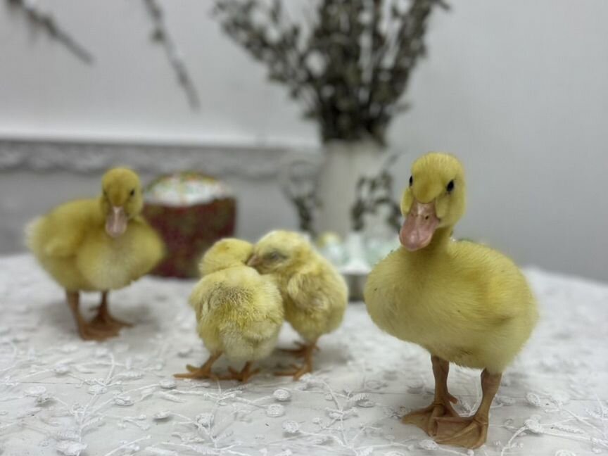 Цыпленок и утки