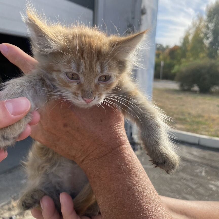 Рыжик котик ждет свою семью