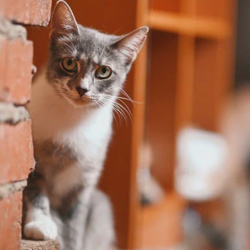 Вот такая милаха есть у нас для вас