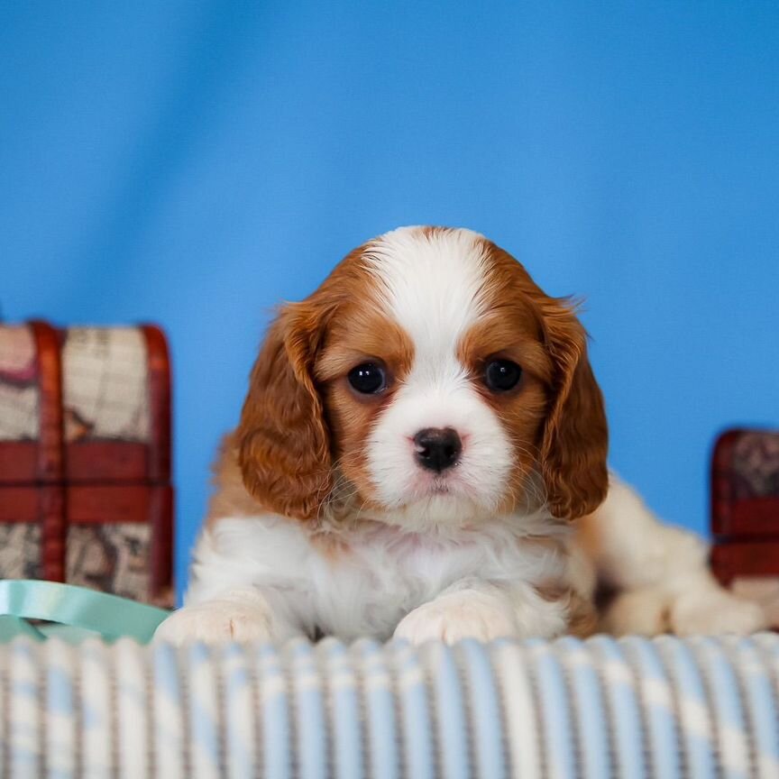 Прекрасный мальчик Кавалер Кинг Чарльз Спаниель