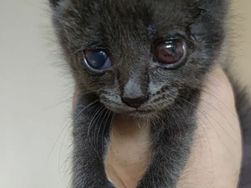 Русская голубая (фенотип)