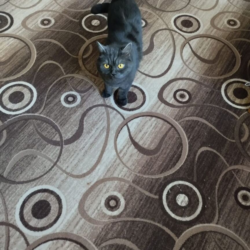 Котику нужен дом