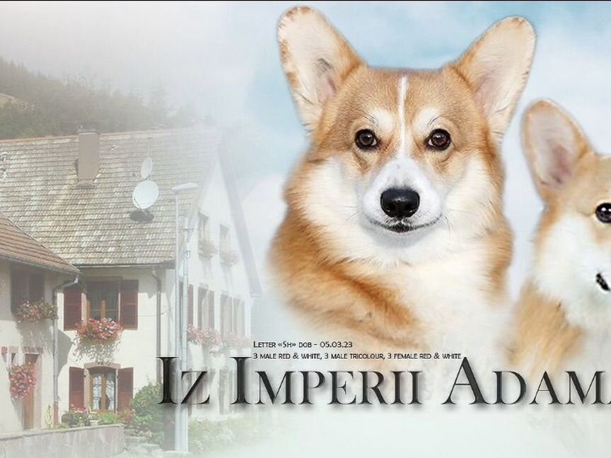 Щенки вельш-корги пемброк