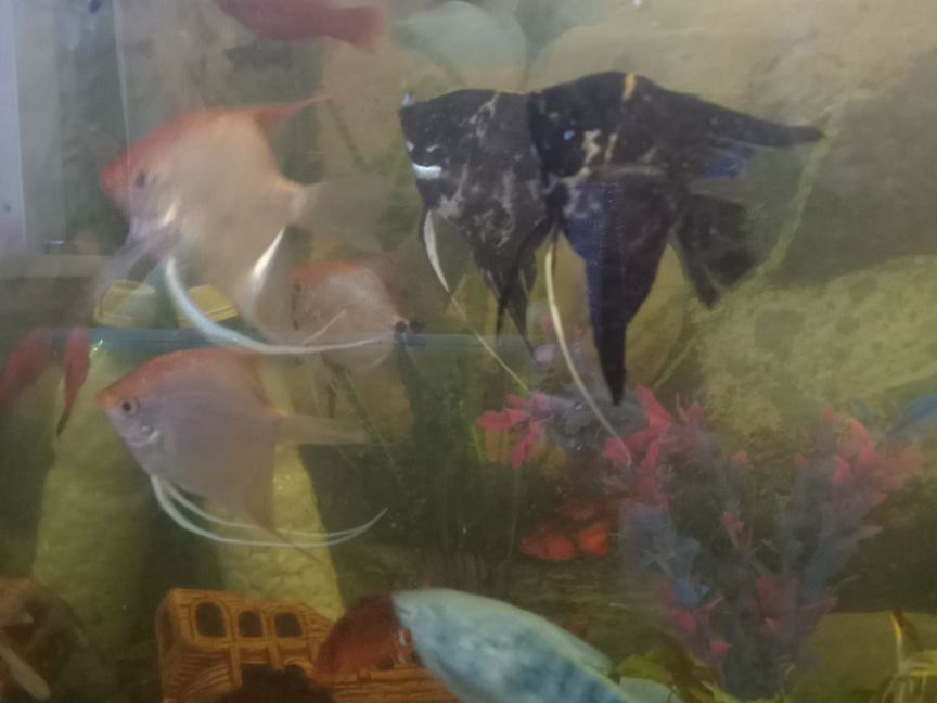 Обмен рыбки водоросли