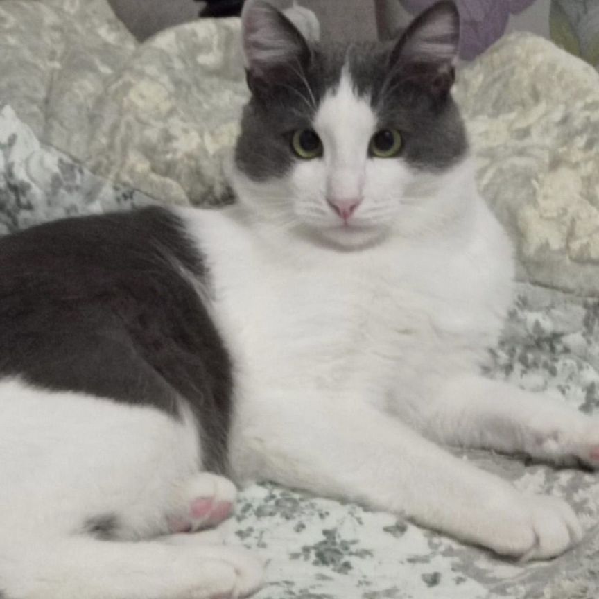 Отдам кота в добрые руки