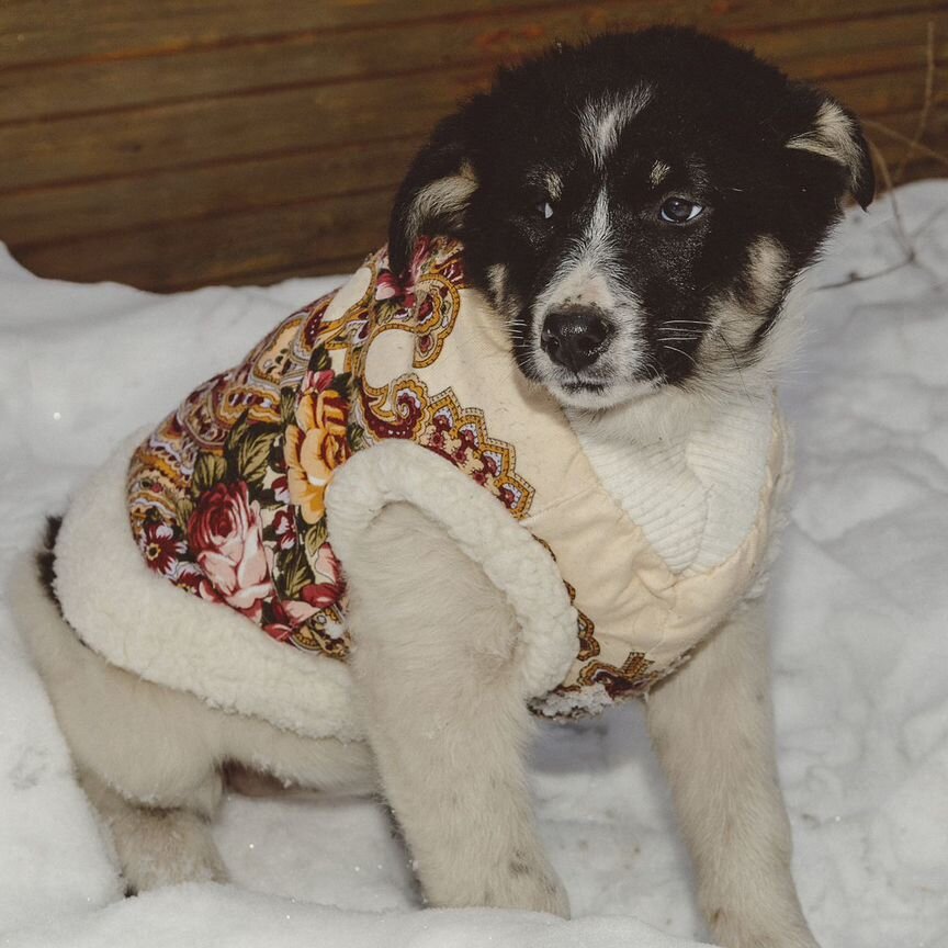 Щенок в добрые руки