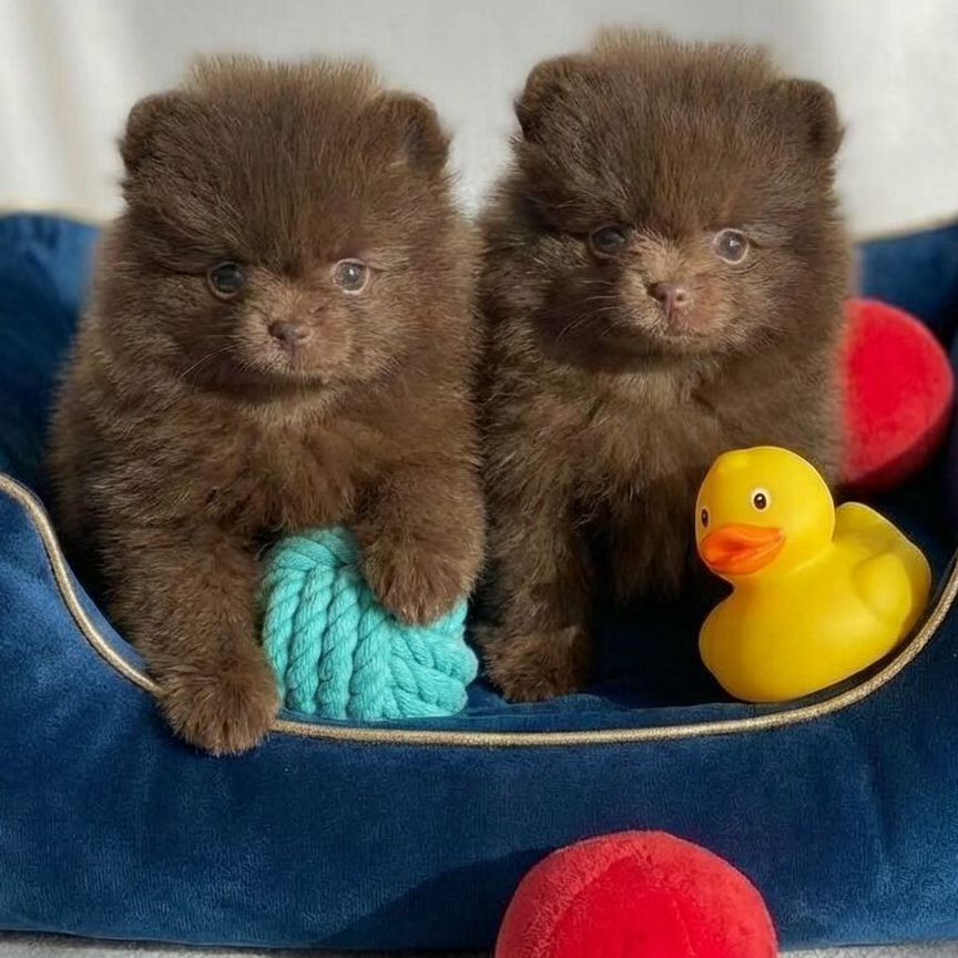 Померанский шпиц, щенок