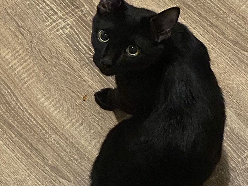 Хочу отдать кошку на добрые руки