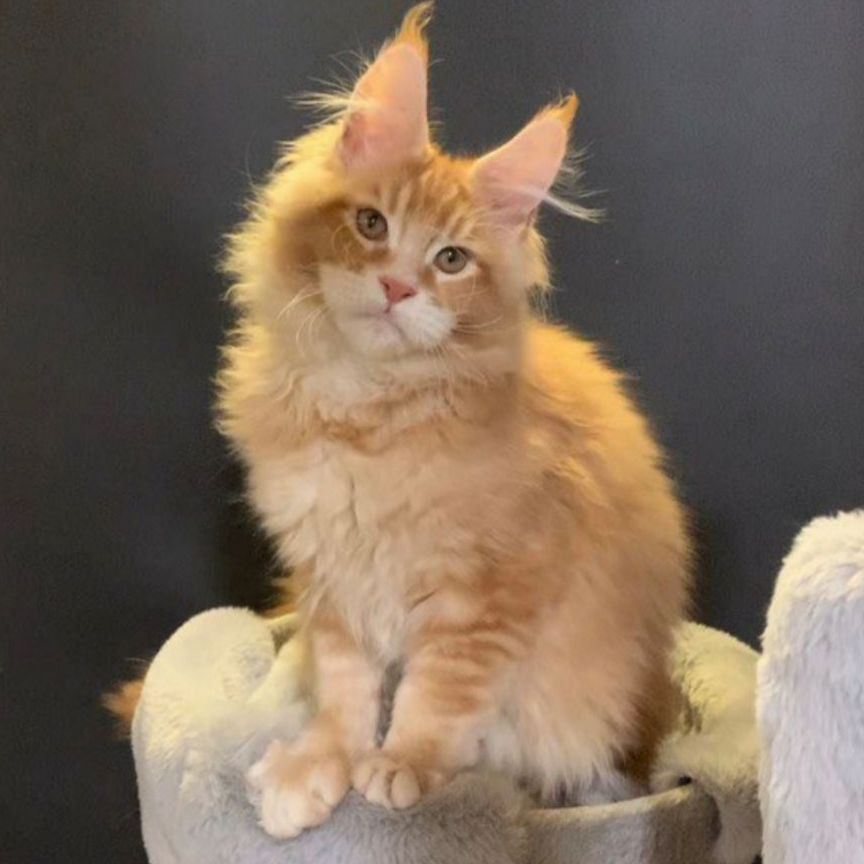 Мейн-кун котёнок