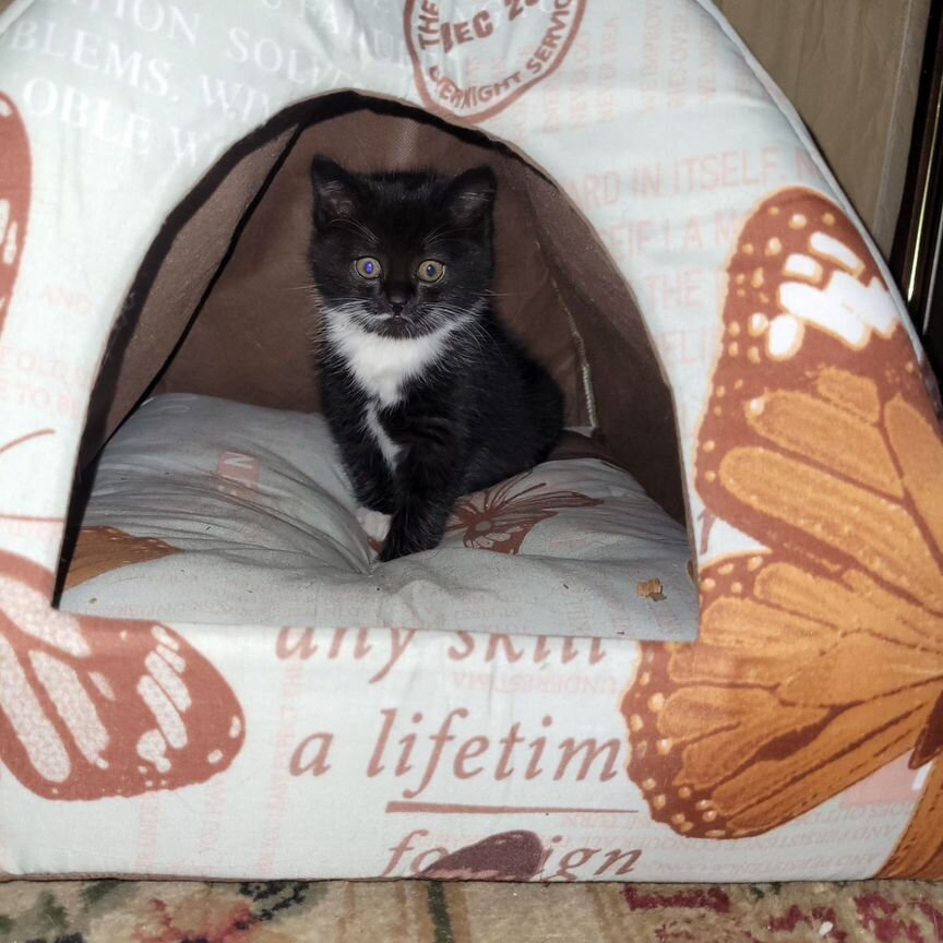 В добрые руки