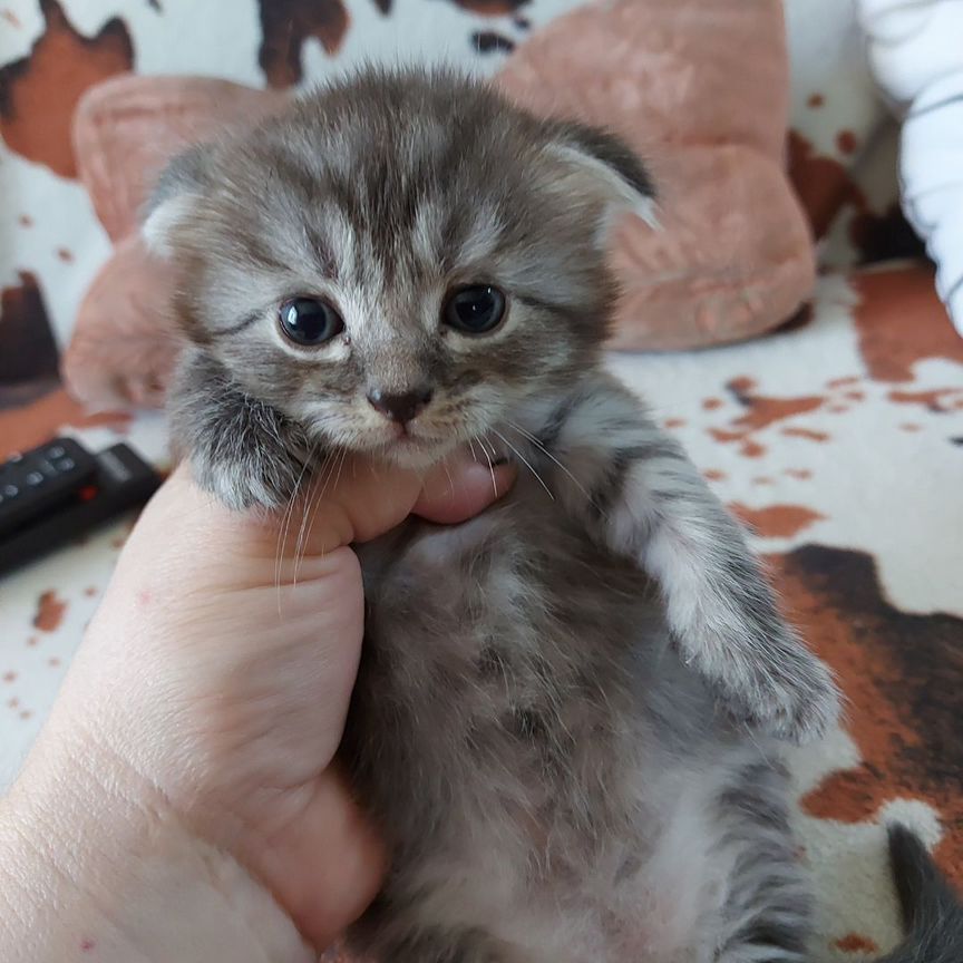 Шотландская