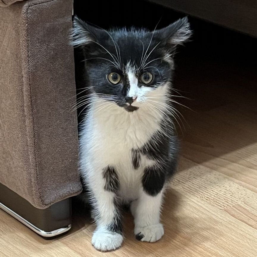 Котёнок в добрые руки