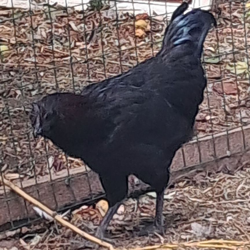 Молодые петухи