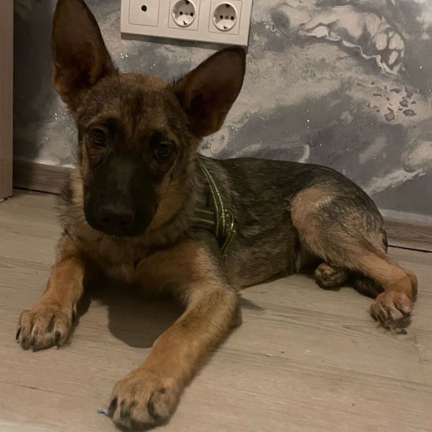 Щенок в добрые руки