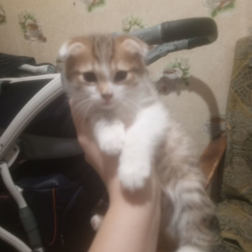 Вислоухие котята