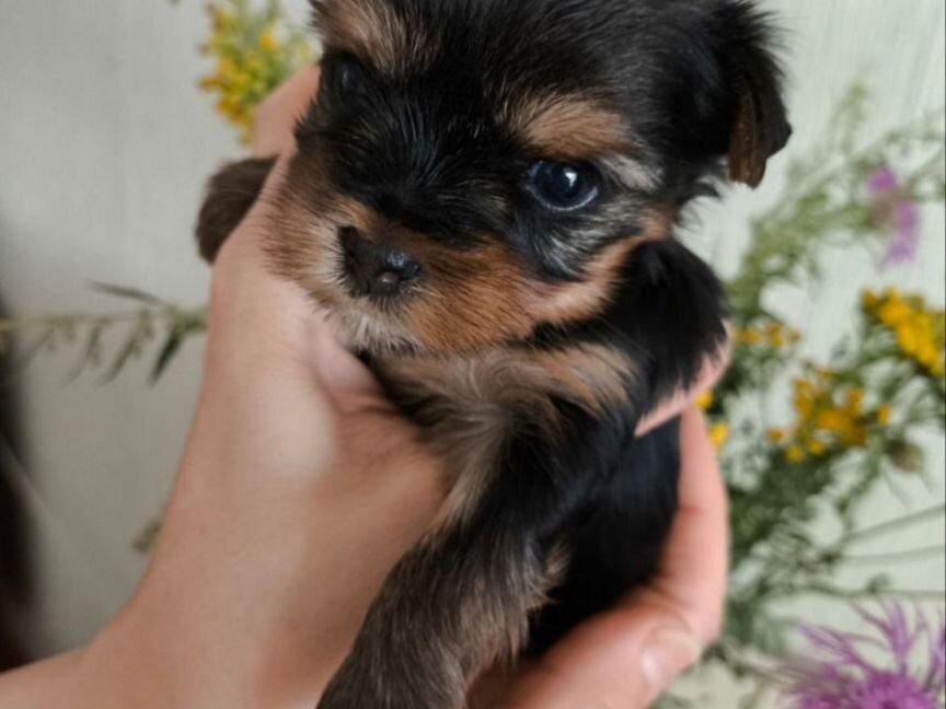 Йоркширский терьер