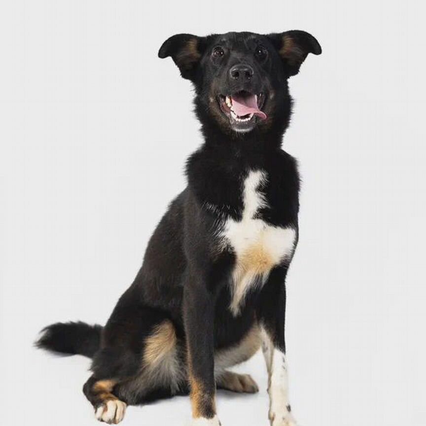 Токио ищет дом