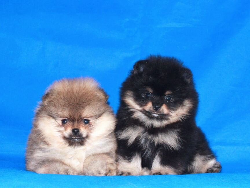 Малыши померанцы