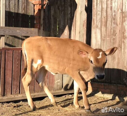 Джерсейская телка