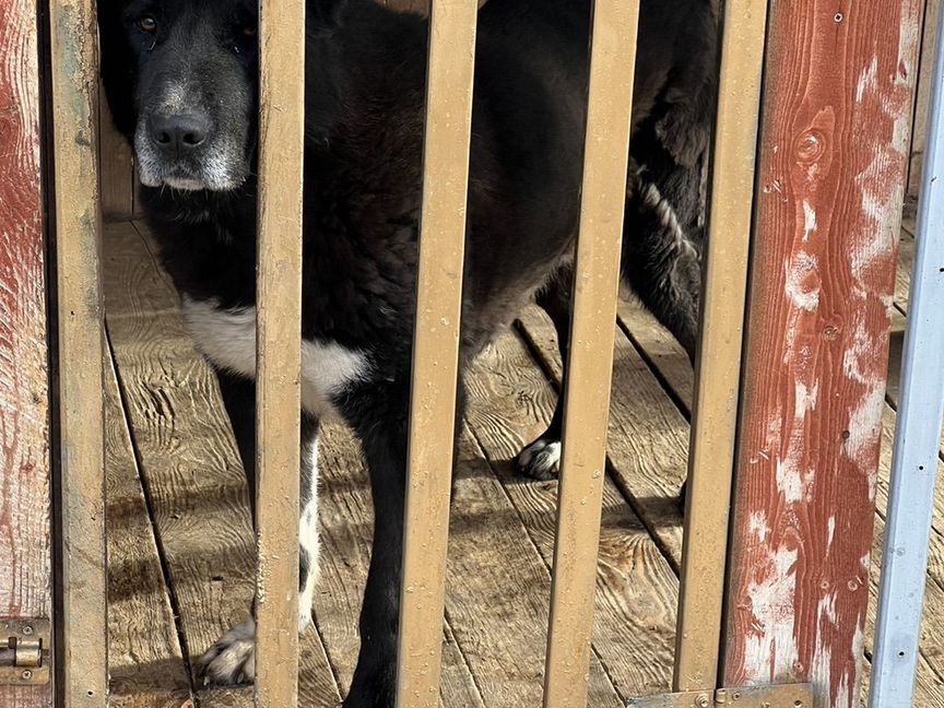 Отдам бесплатно под охрану