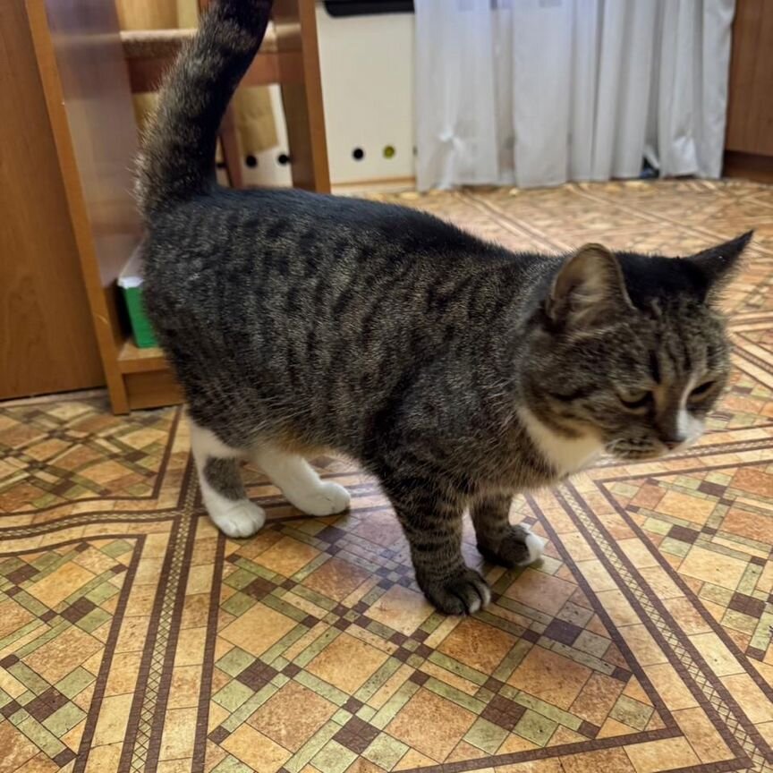 Кошка ищет дом