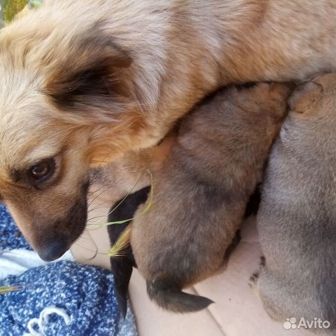Щенки 1 мес от небольшой собачки