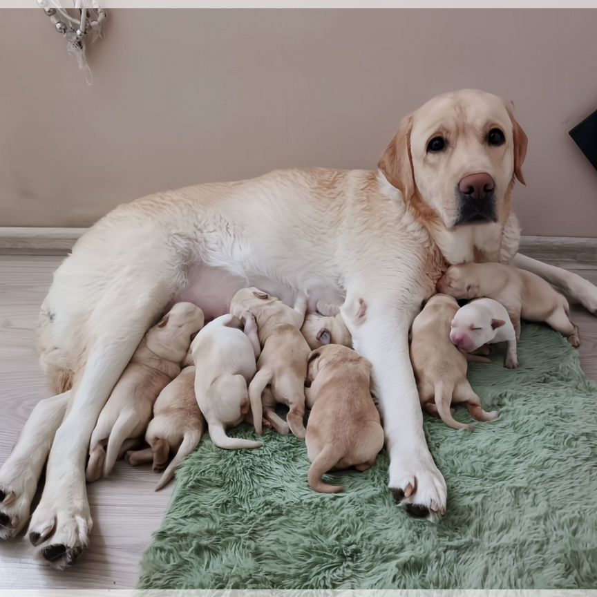 Лабрадор-ретривер, щенок