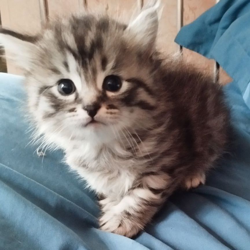 Британский длинношёрстный котёнок