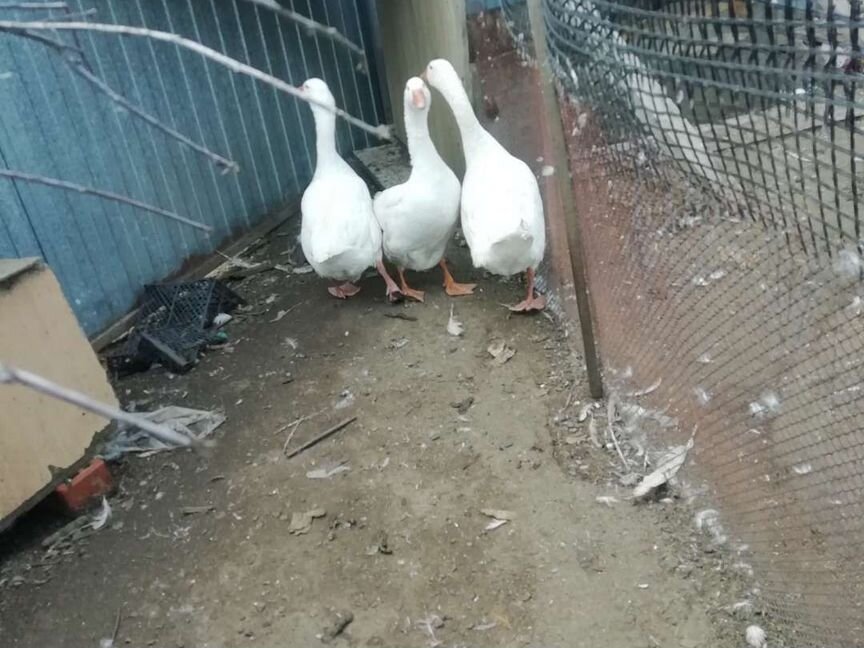 Гуси и петухи