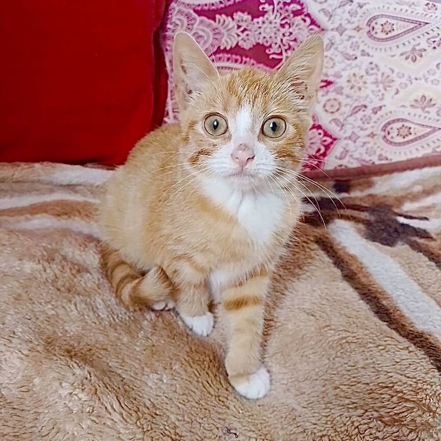 Котенок девочка