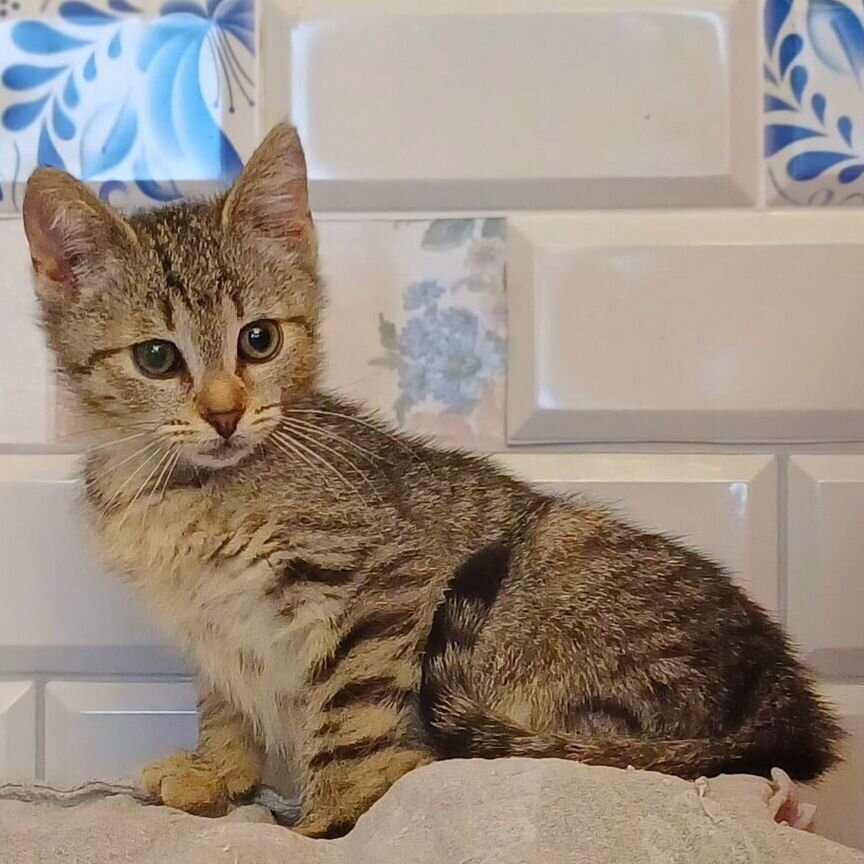 Котёнок Тосенька ищет дом