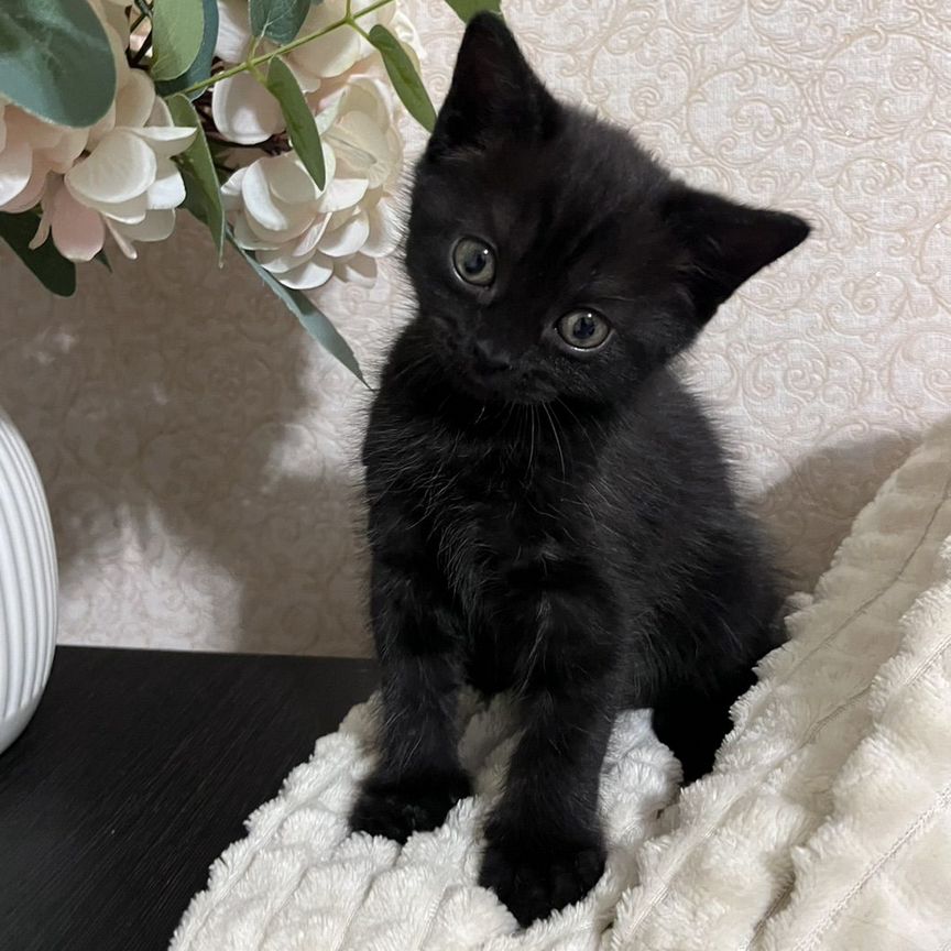 Котенок мраморный шоколад метис шотландский