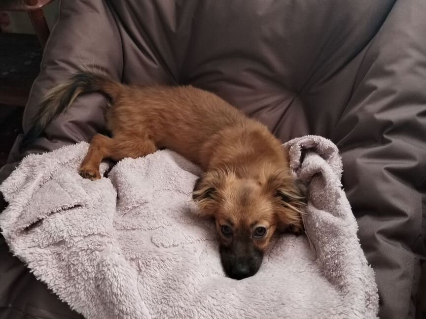 Щенок в добрые руки бесплатно