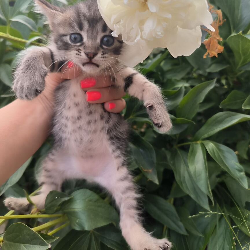Котята мэнкс