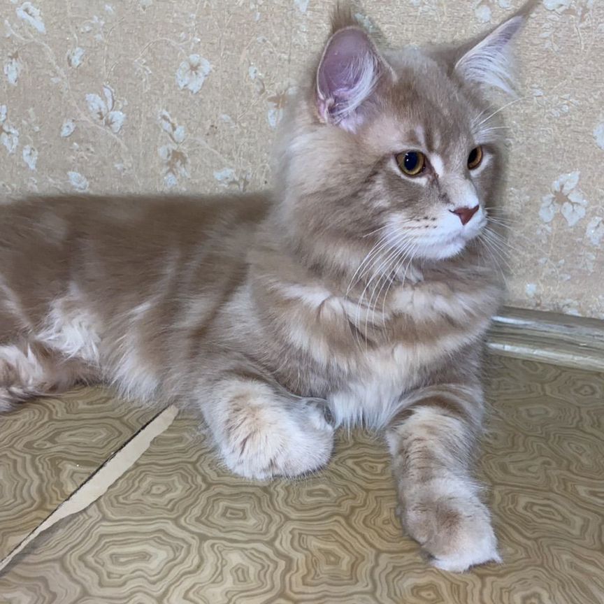 Мейн-кун, взрослый кот