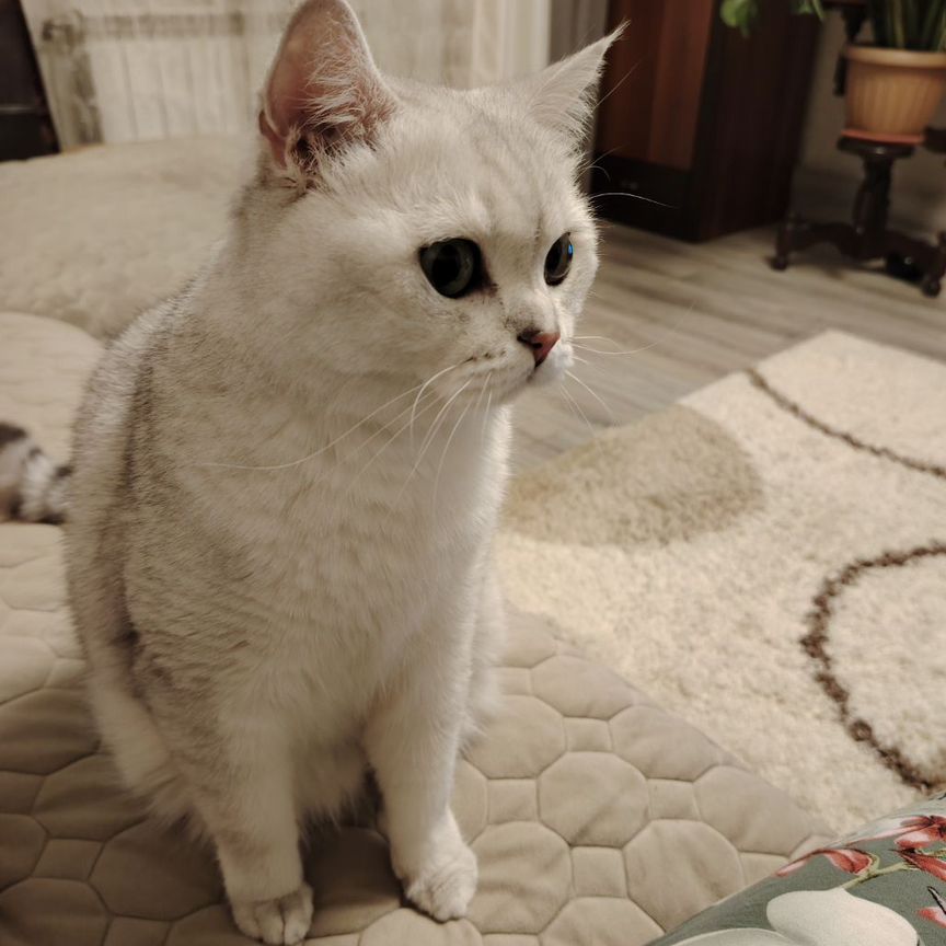 Британский короткошёрстный, взрослый кот